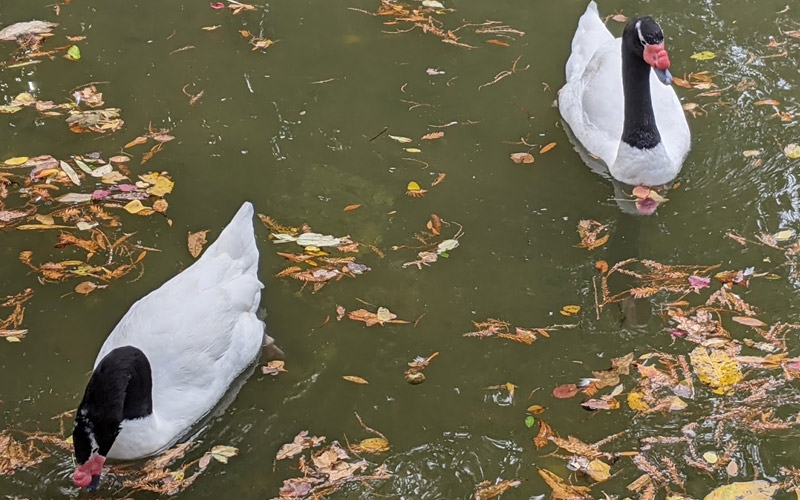 Louisiana Purchase Gardens and Zoo